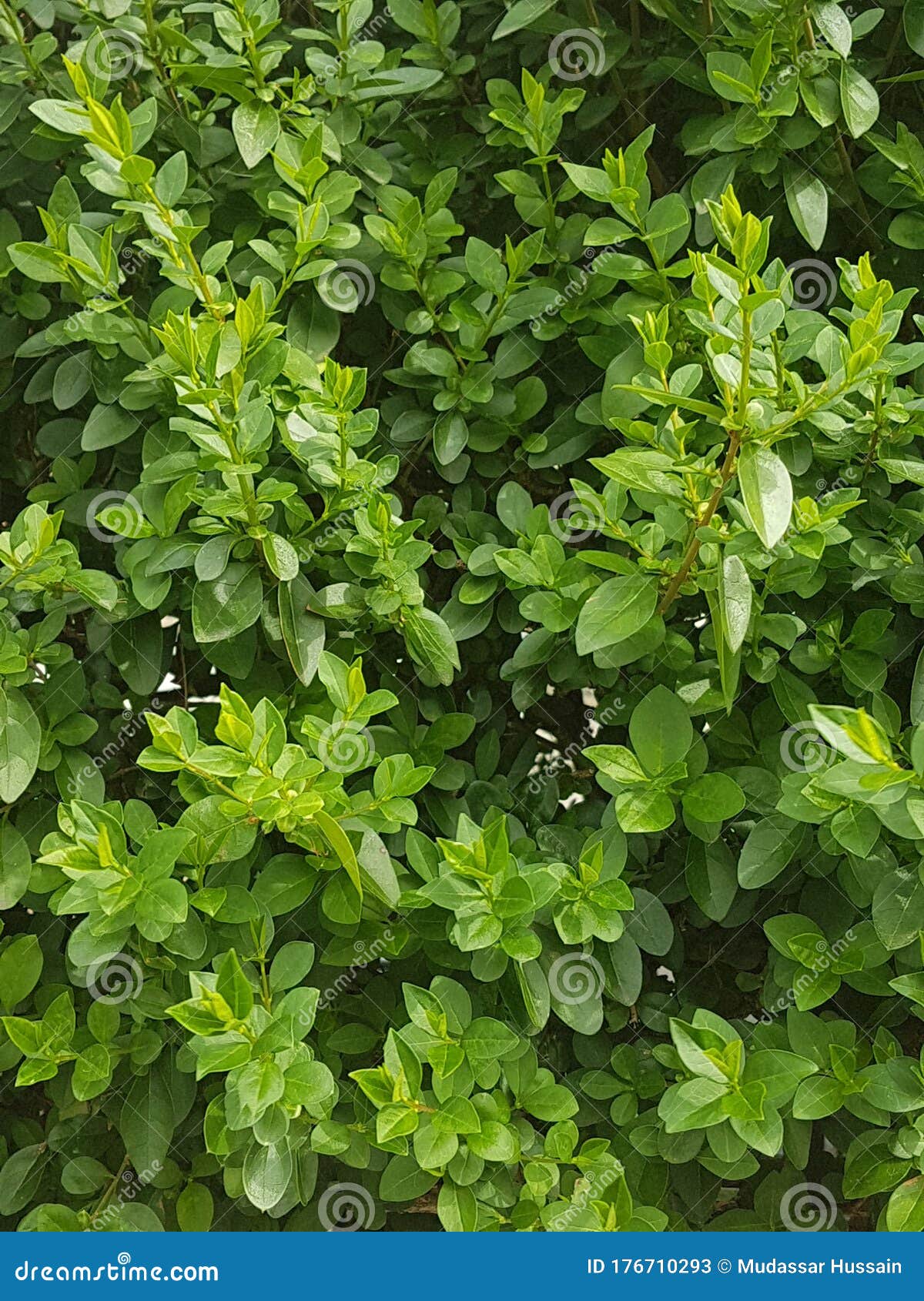 Bush Hedge Plant Small Leaves Green Stock Image - Image of bush, hedge ...