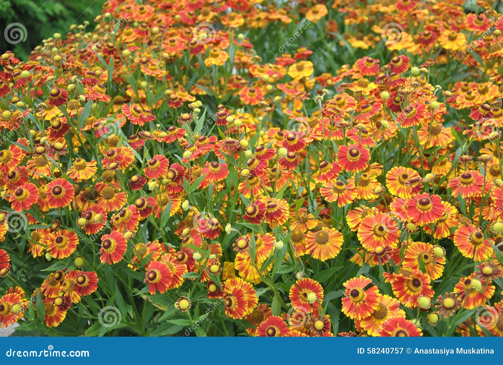 Bush of Helenium flowers stock image. Image of garden - 58240757