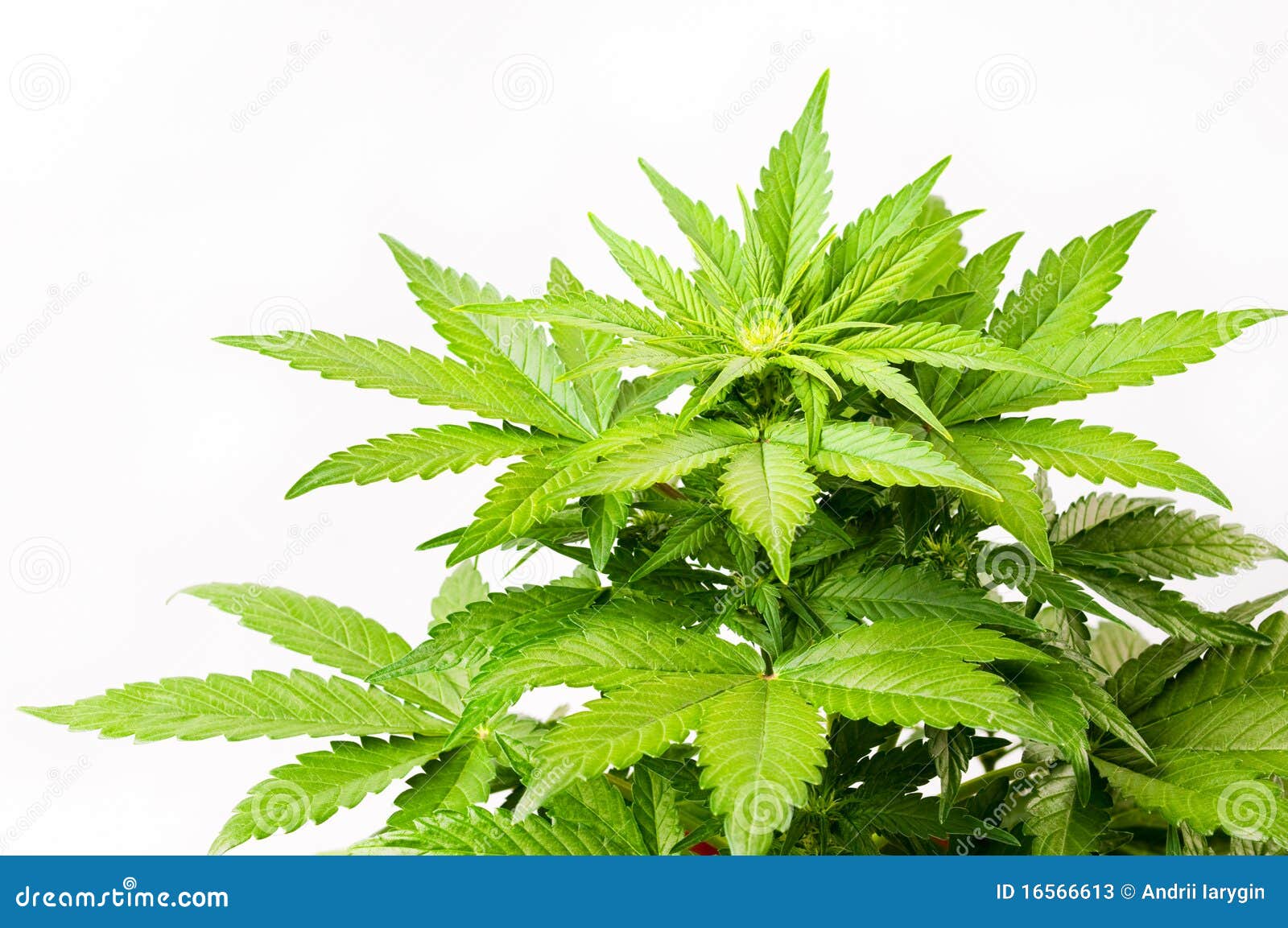 Bush of a hemp stock image. Image of green, plant, marijuana - 16566613