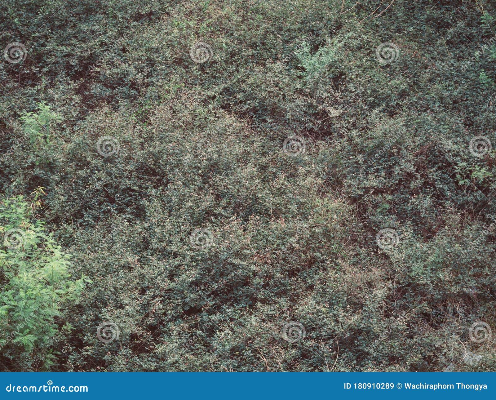 Bush in a High Angle, Nature Background. Stock Image - Image of spring ...