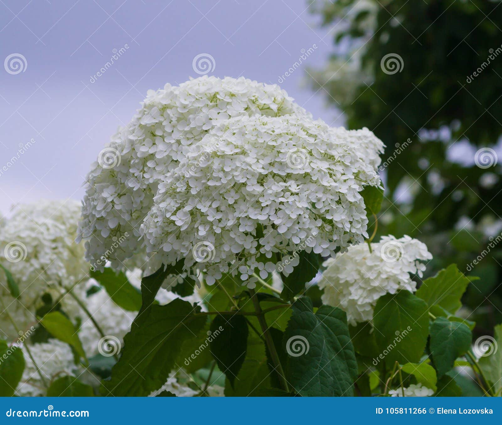 Bush of a Hydrangea Grows in a Garden Stock Photo - Image of closeup ...