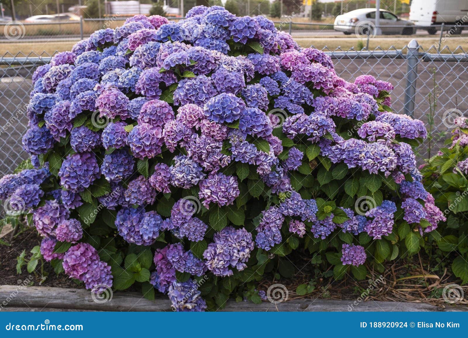 A bush of hydrangea stock photo. Image of color, spring - 188920924