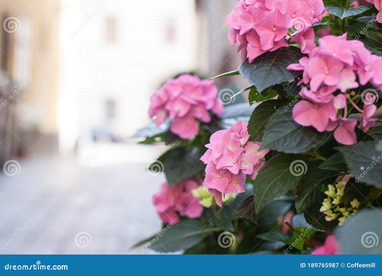 A Bush of Hydrangeas. Beautiful Floral Background Stock Image - Image ...