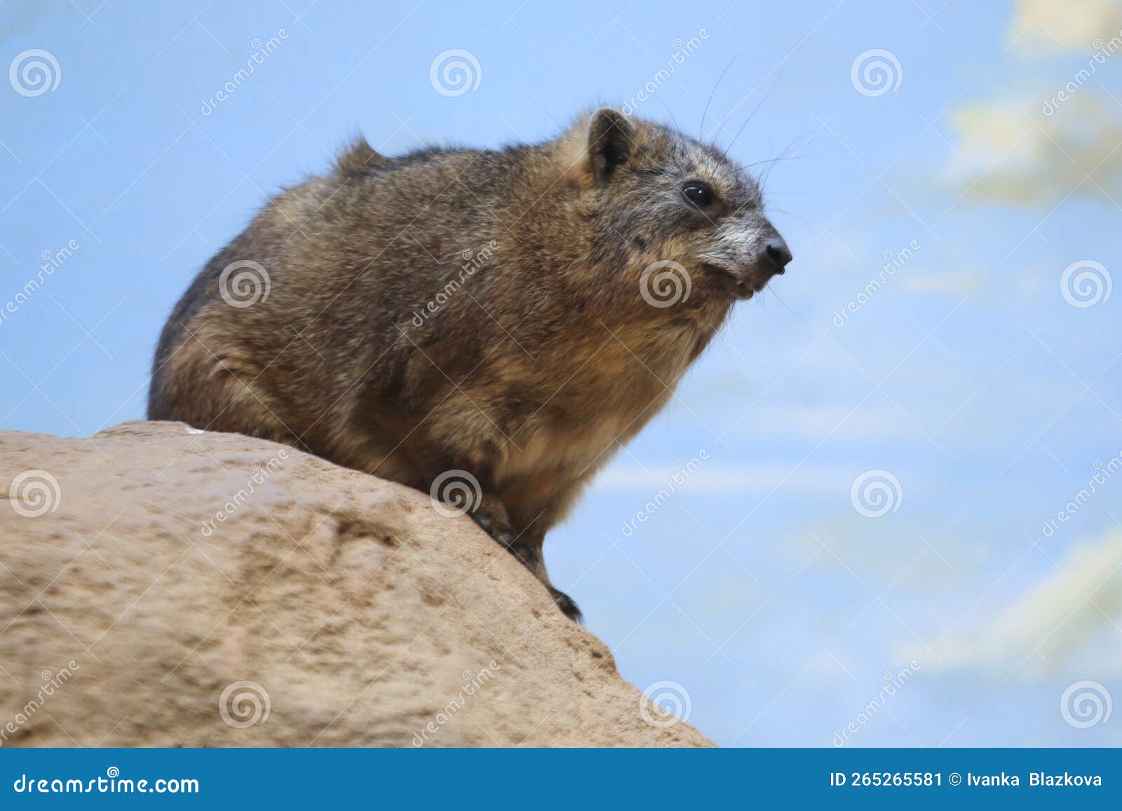 Bush hyrax stock image. Image of rock, hyrax, africa - 265265581