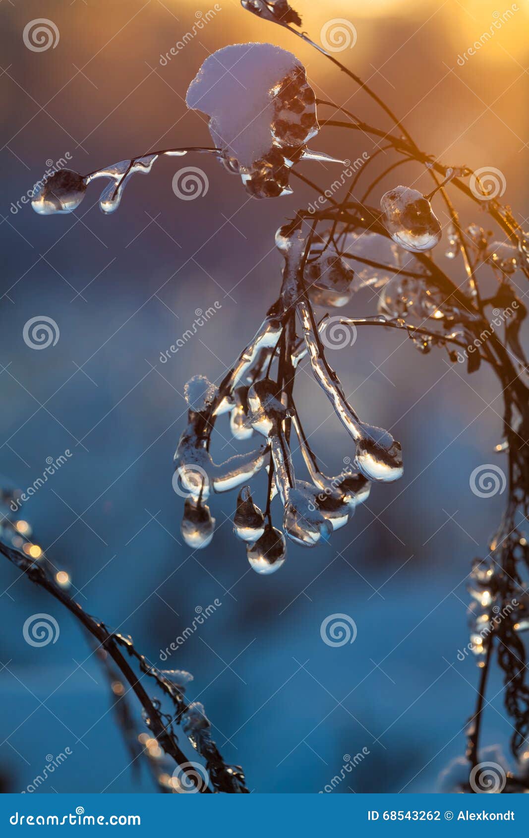 Bush in the ice. stock photo. Image of branch, frost - 68543262
