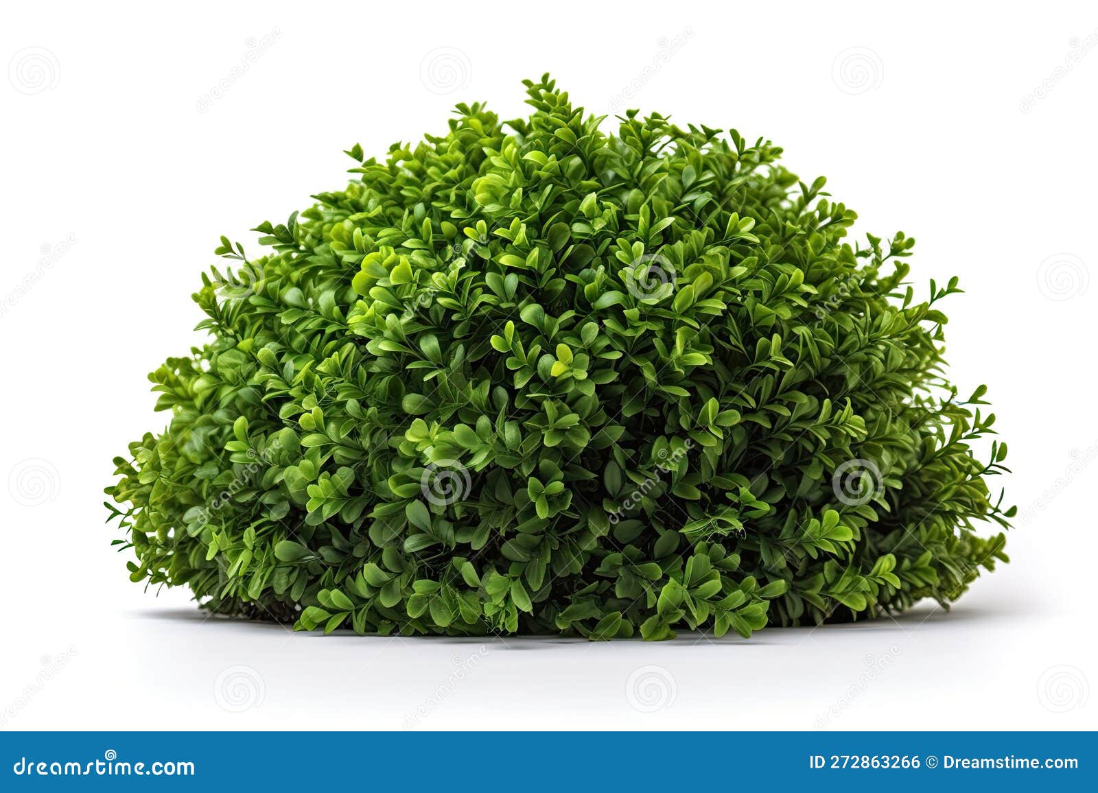 Bush Isolated in White Background Stock Illustration - Illustration of ...