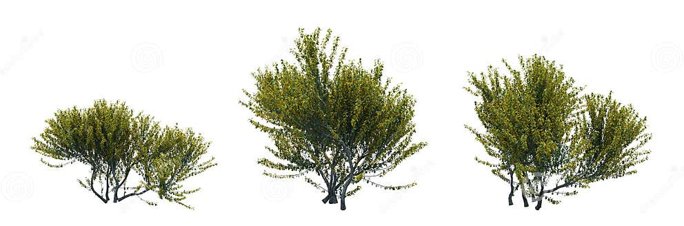 Bush Isolated on White Background, 3D Illustration, Cg Render Stock ...