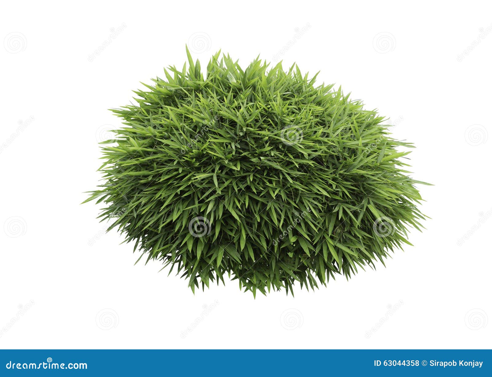 Bush Isolated on White Background Stock Photo - Image of growth ...