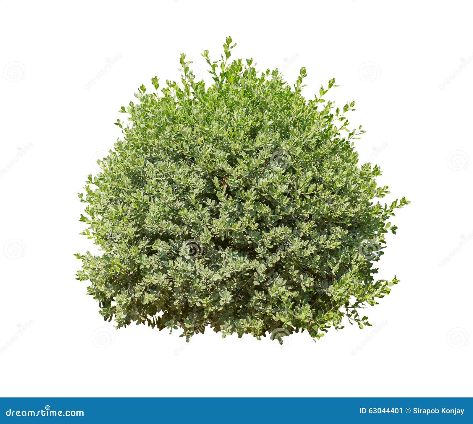 Bush Isolated on White Background Stock Image - Image of large ...