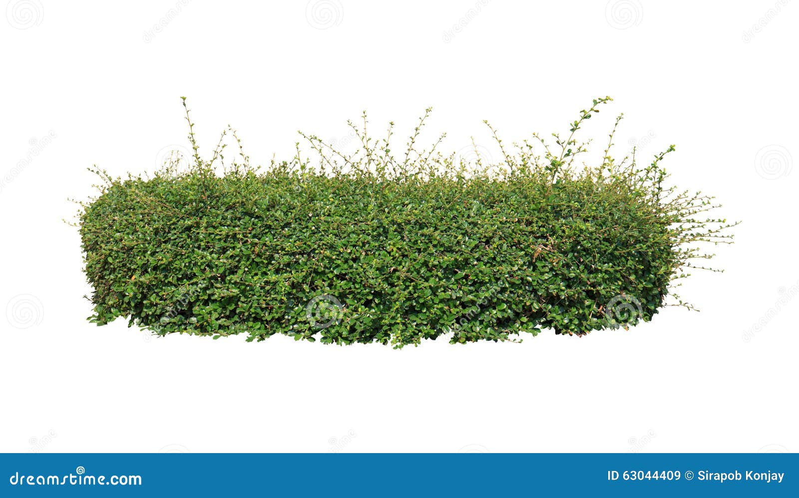 Bush Isolated on White Background Stock Image - Image of background ...