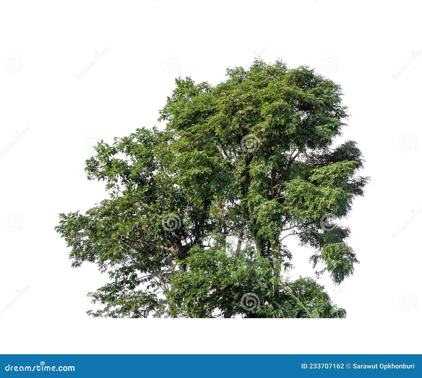 Bush Isolated on White Background are Suitable for Both Printing and ...