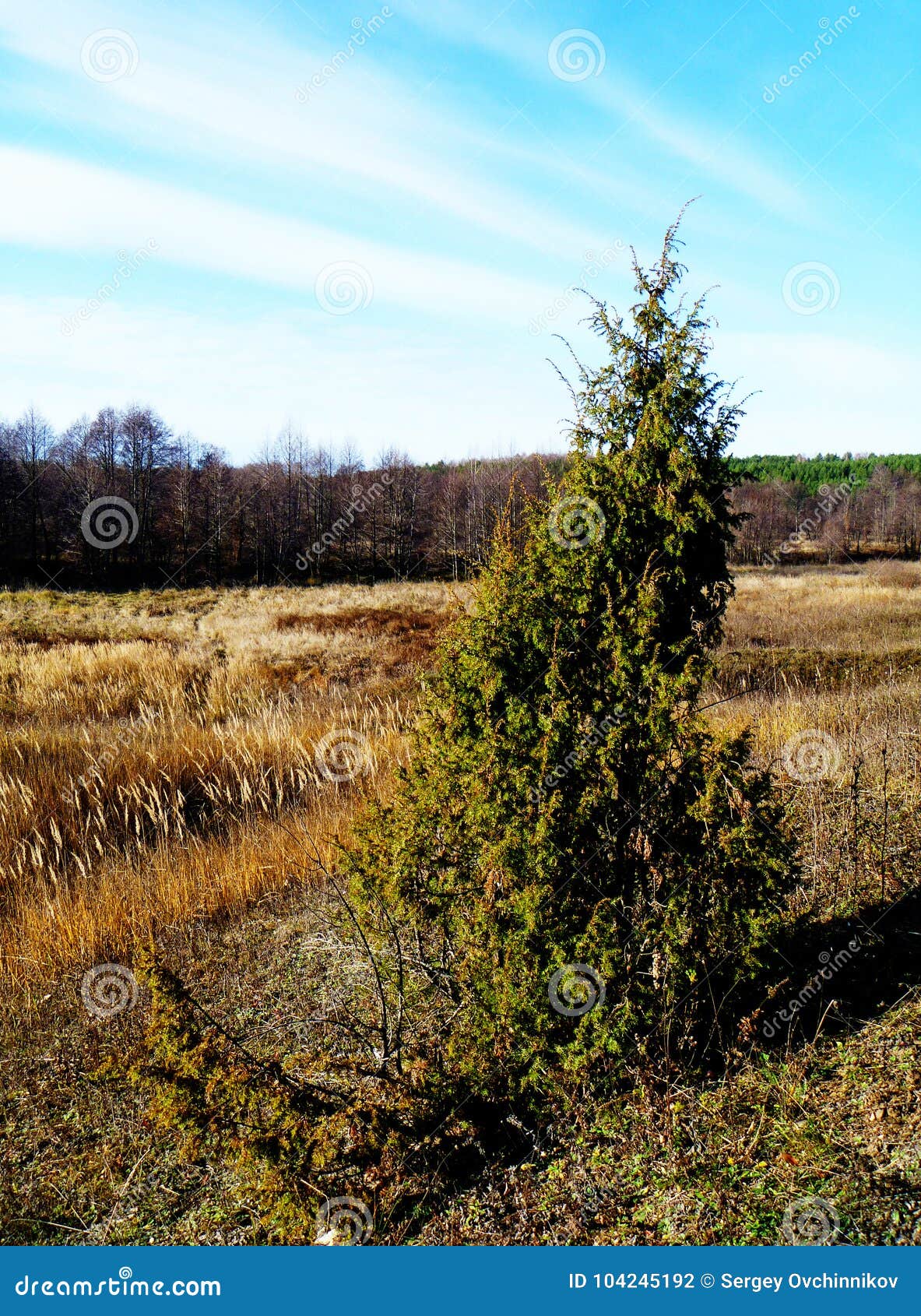 Bush of the Juniper Grows on Meadow Stock Photo - Image of spring ...