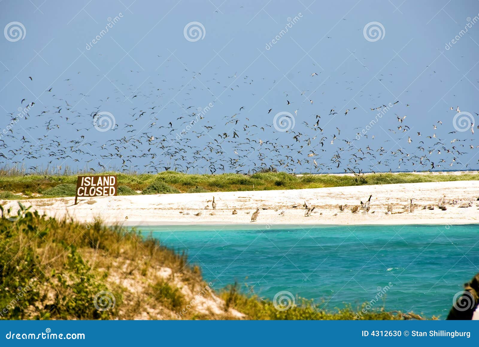 Bush Key Bird Migration stock photo. Image of roseate - 4312630