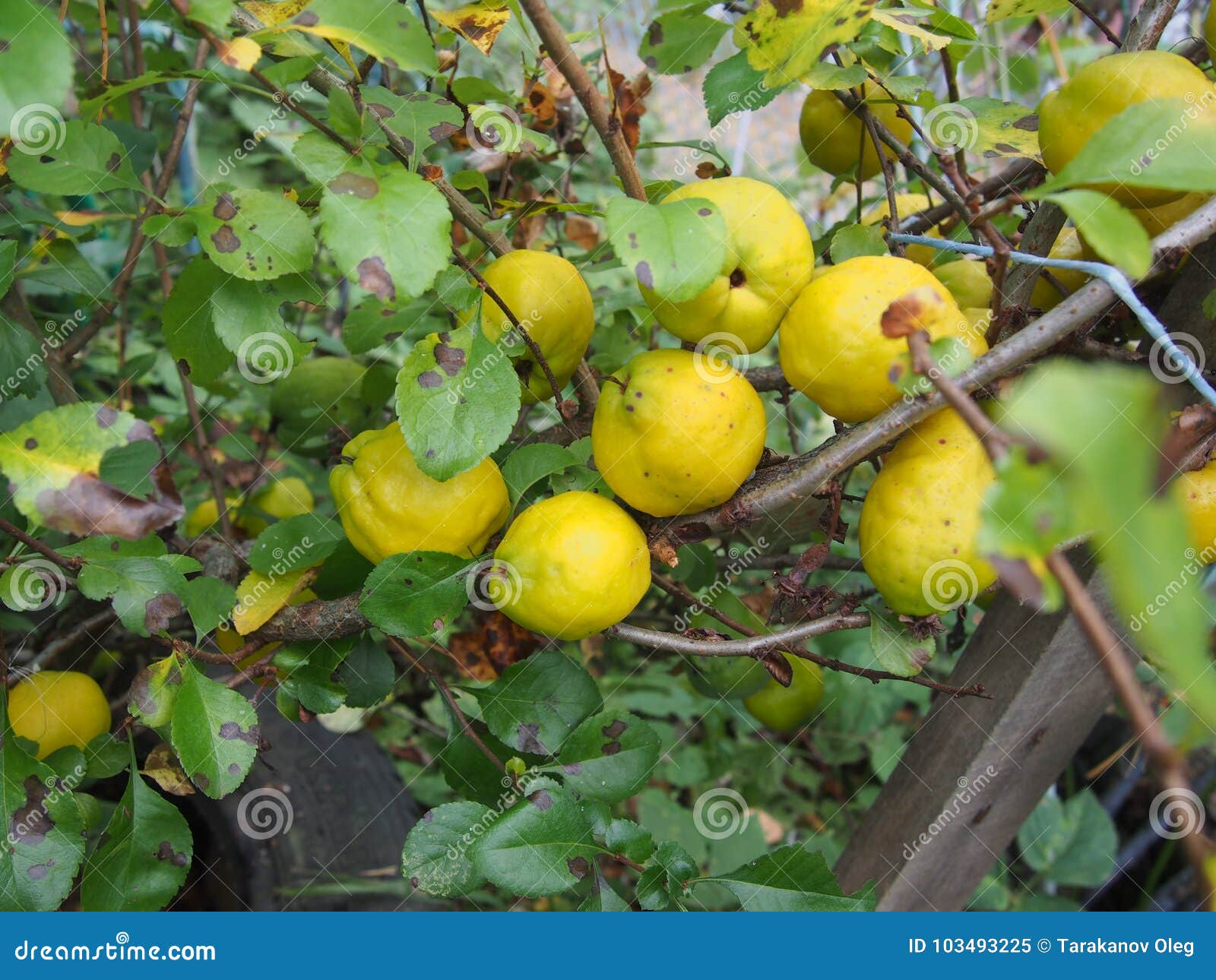 Bush-kweepeerfruit Klein Geel Fruit De Struik Van De Tuin Stock ...