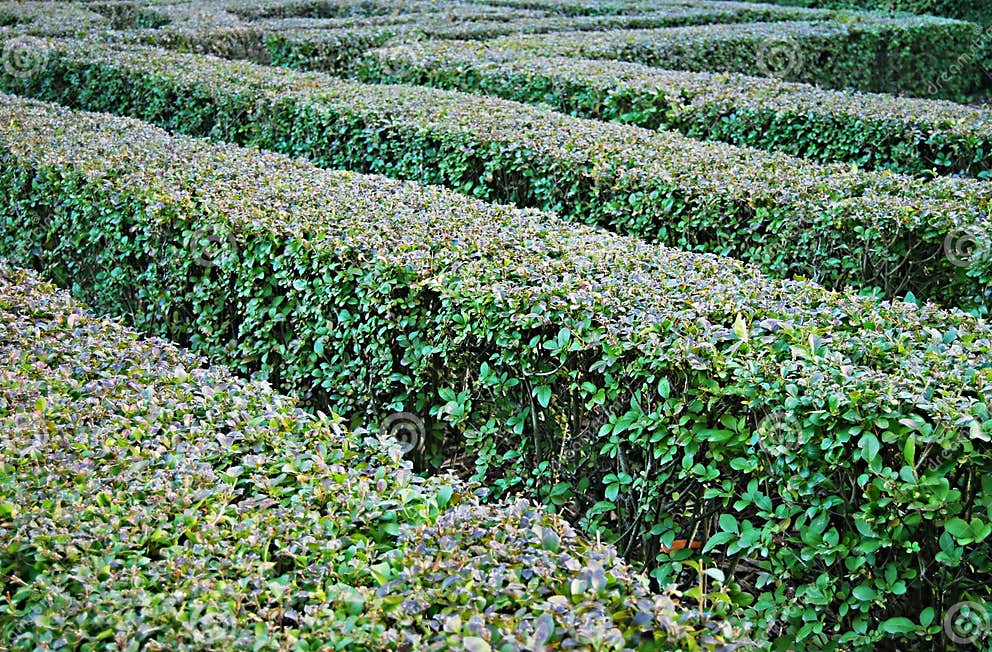 Bush labyrinth stock image. Image of lost, plants, pattern - 7247135