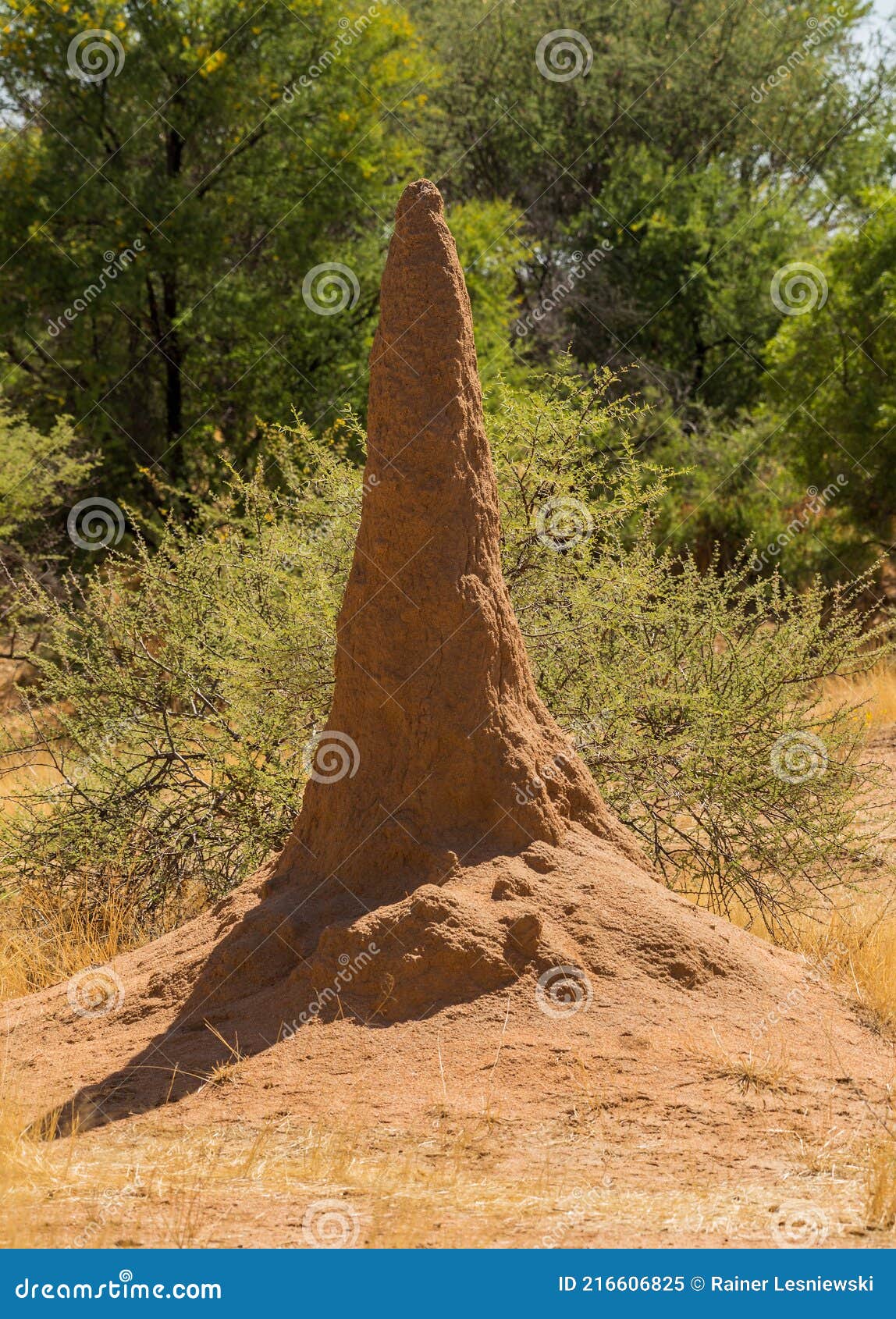 Bush Landscape with a Large Termite Mound, Namibia Stock Image - Image ...