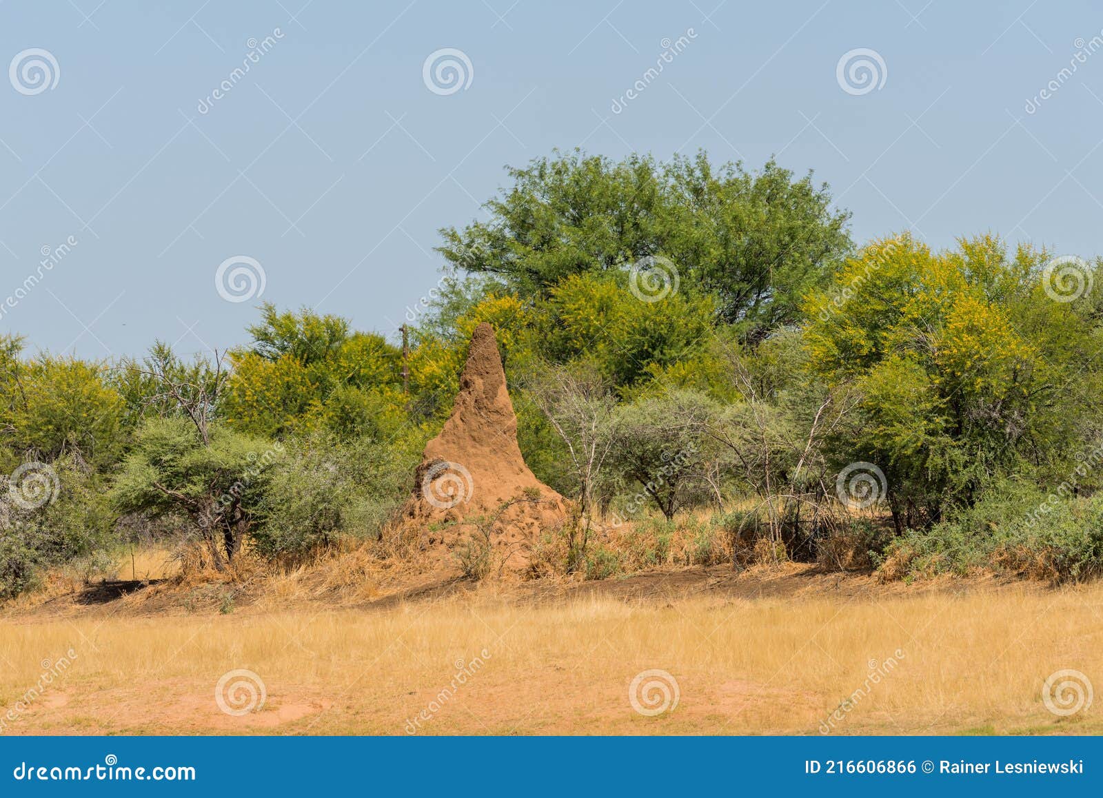 Bush Landscape with a Large Termite Mound, Namibia Stock Photo - Image ...