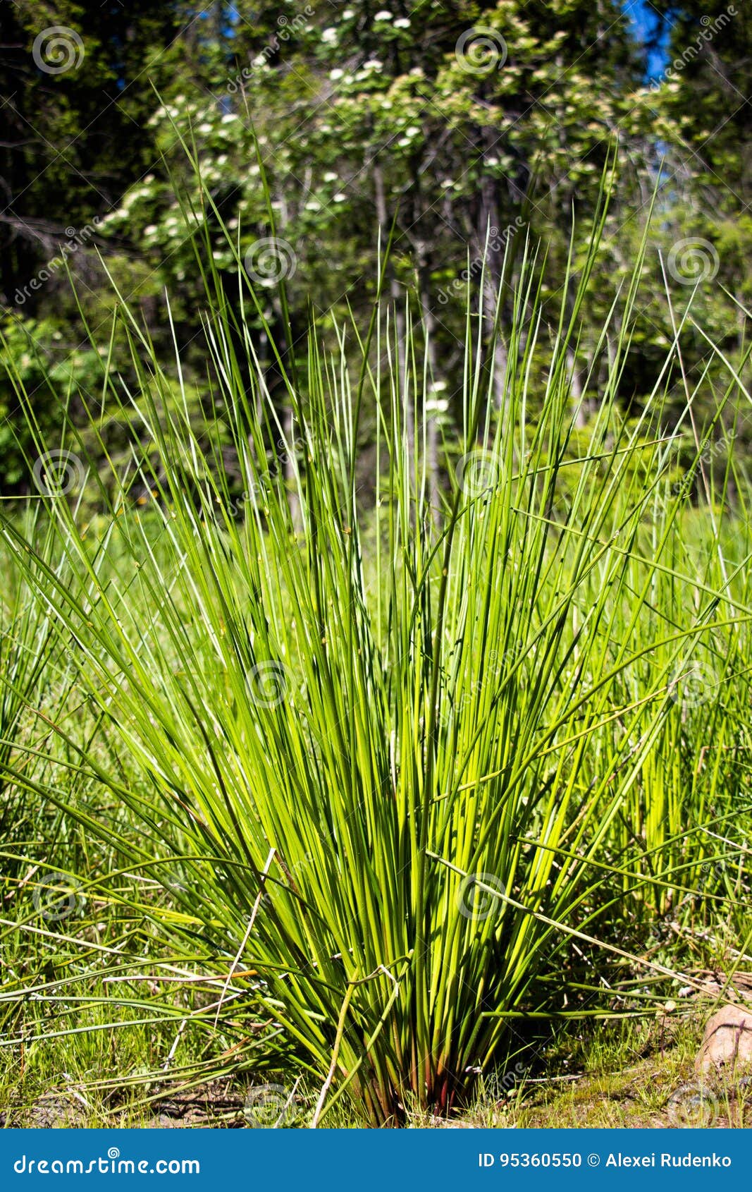 A Bush of Large Grass on the Edge of the Forest. Stock Photo - Image of ...