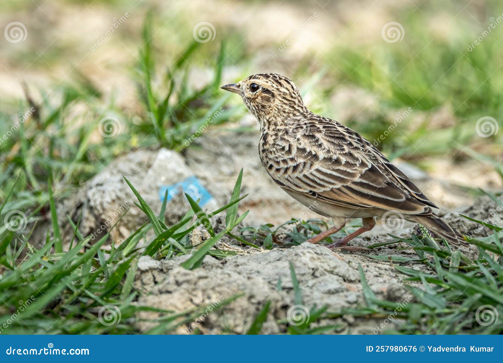 A Bush Lark in Field Resting Stock Photo - Image of pasture, wild ...