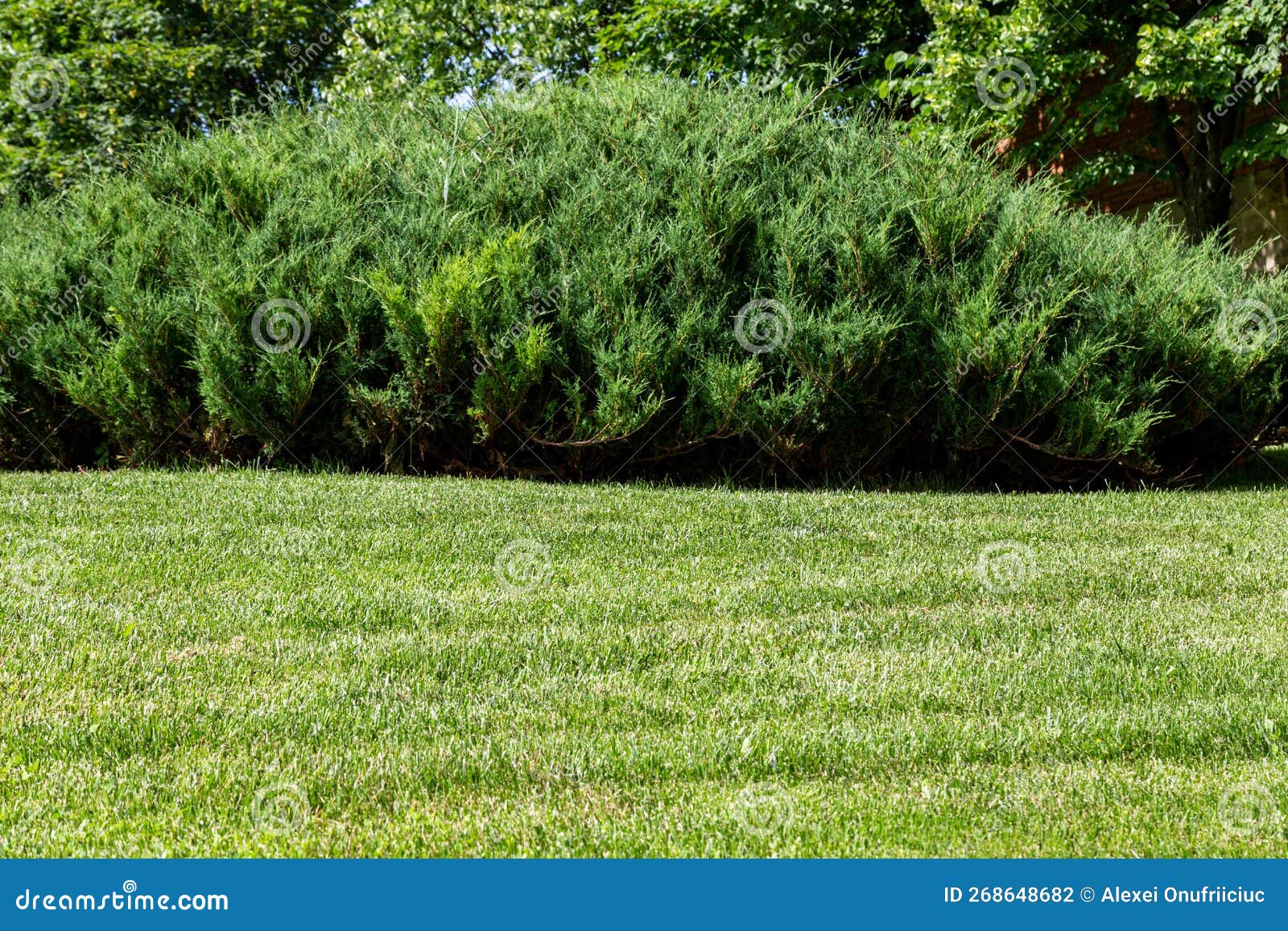 A Bush on the Lawn. Shrubs on the Grass Stock Photo - Image of bush ...