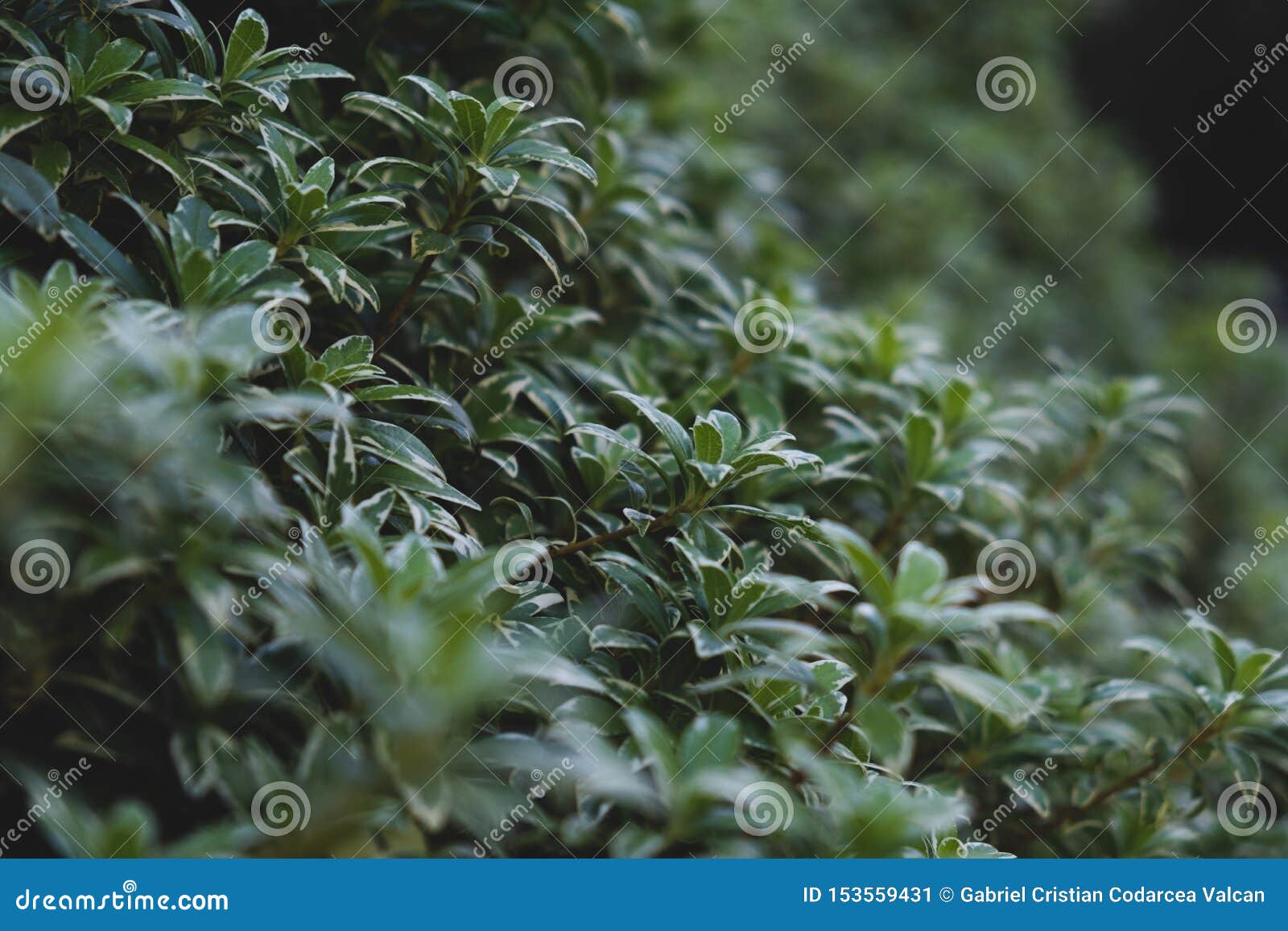 Bush Leafs Perspective Blurred Stock Image - Image of selective, small ...
