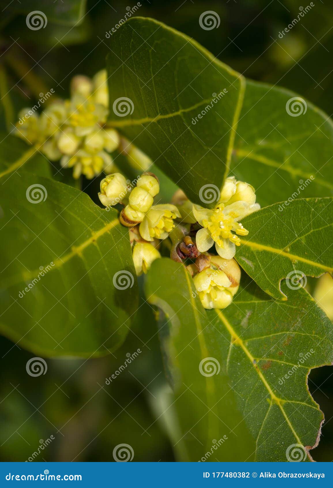Bush with Leaves and Flowers of the Noble Laurel Laurus in the Spring ...