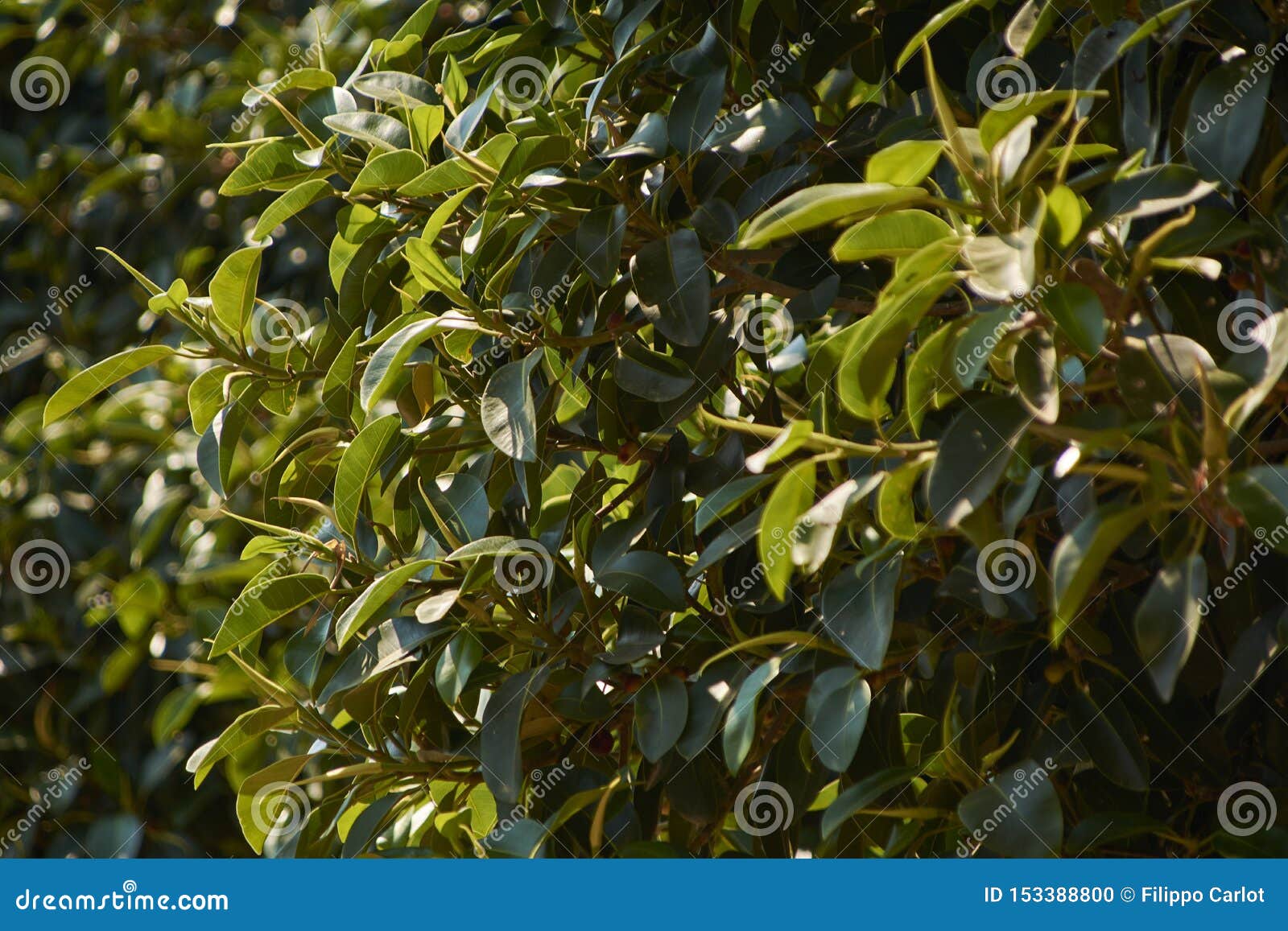 Bush of leaves stock photo. Image of leaf, leaves, branch - 153388800