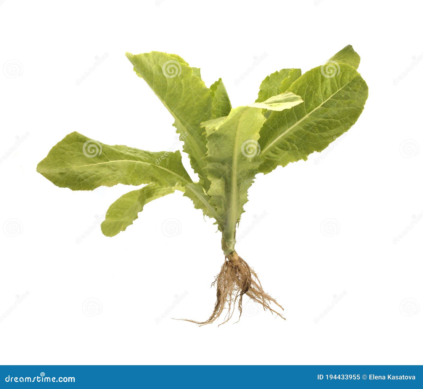 Bush Lettuce With A Root System And The Soil On Wooden Background Stock ...