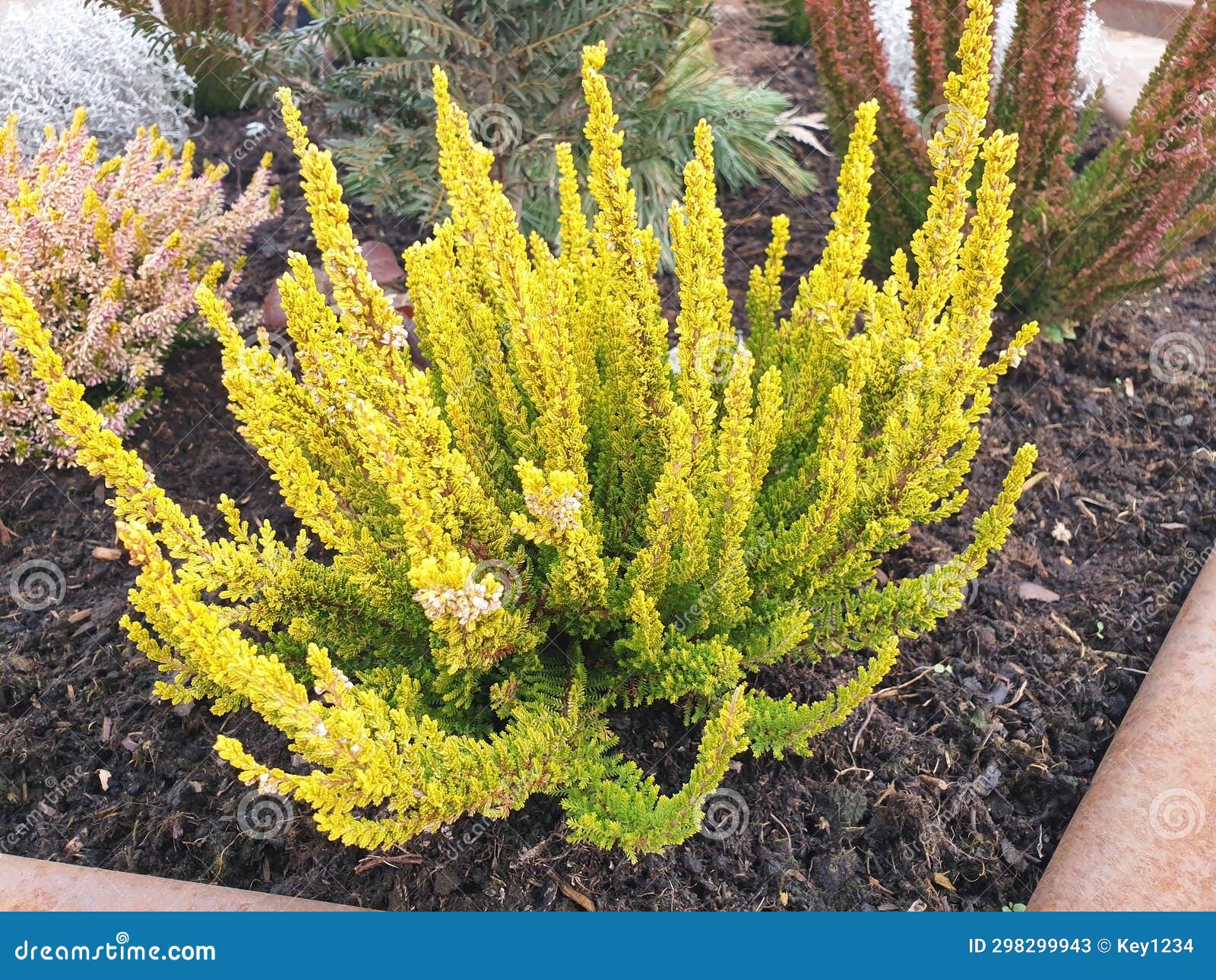 A Bush of Light Green Erica Stock Image - Image of arborea, brown ...