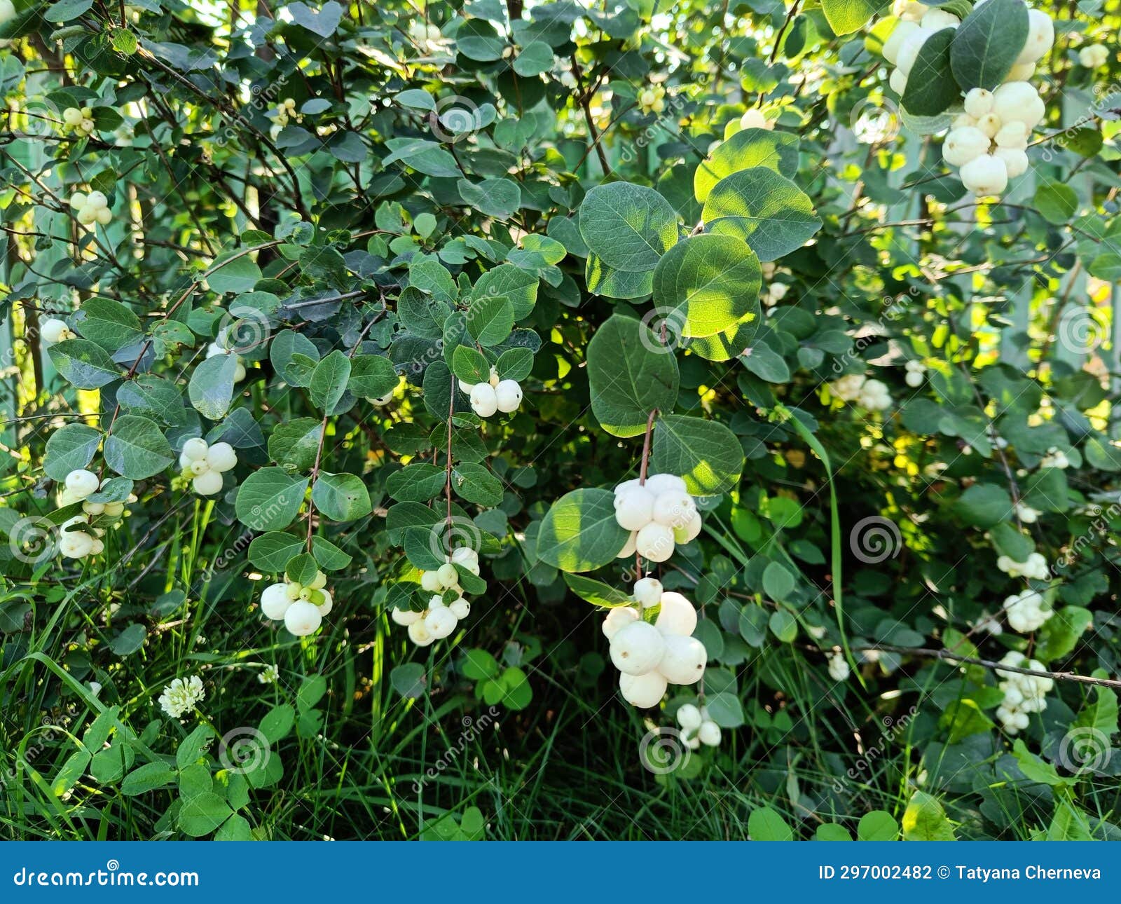 Leaf, Autumn, Hedge, White Berries, Bush Stock Photo - Image of texture ...