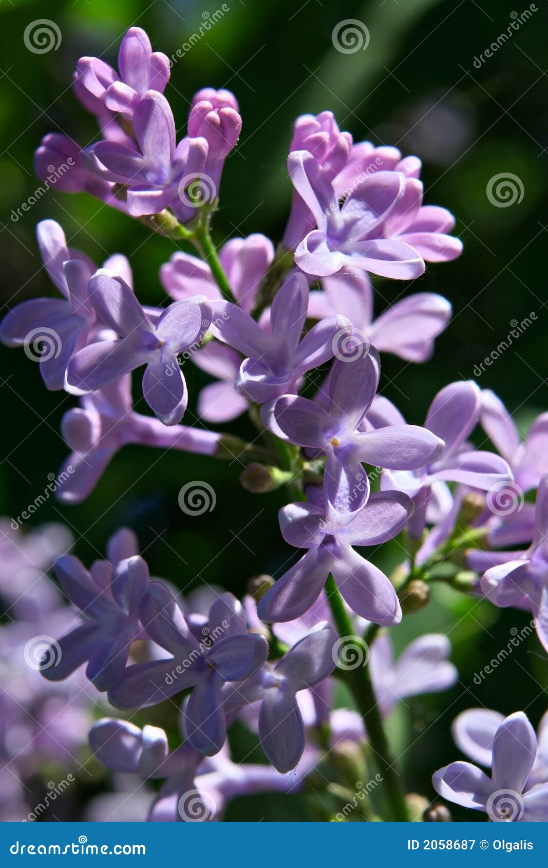 Bush of Lilac in Early Spring Stock Image - Image of life, close: 2058687