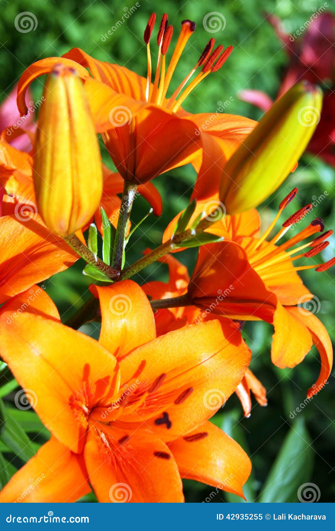 Bush lilies stock image. Image of flora, june, pistil - 42935255