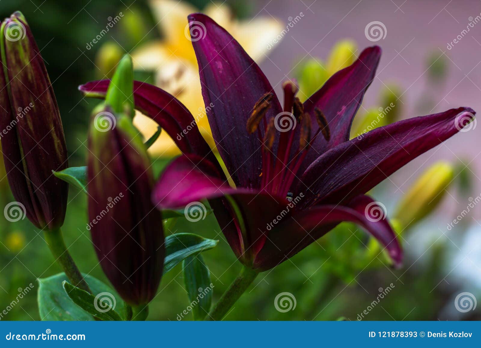 The Bush is a Lily of Maroon Color Stock Image - Image of closeup ...