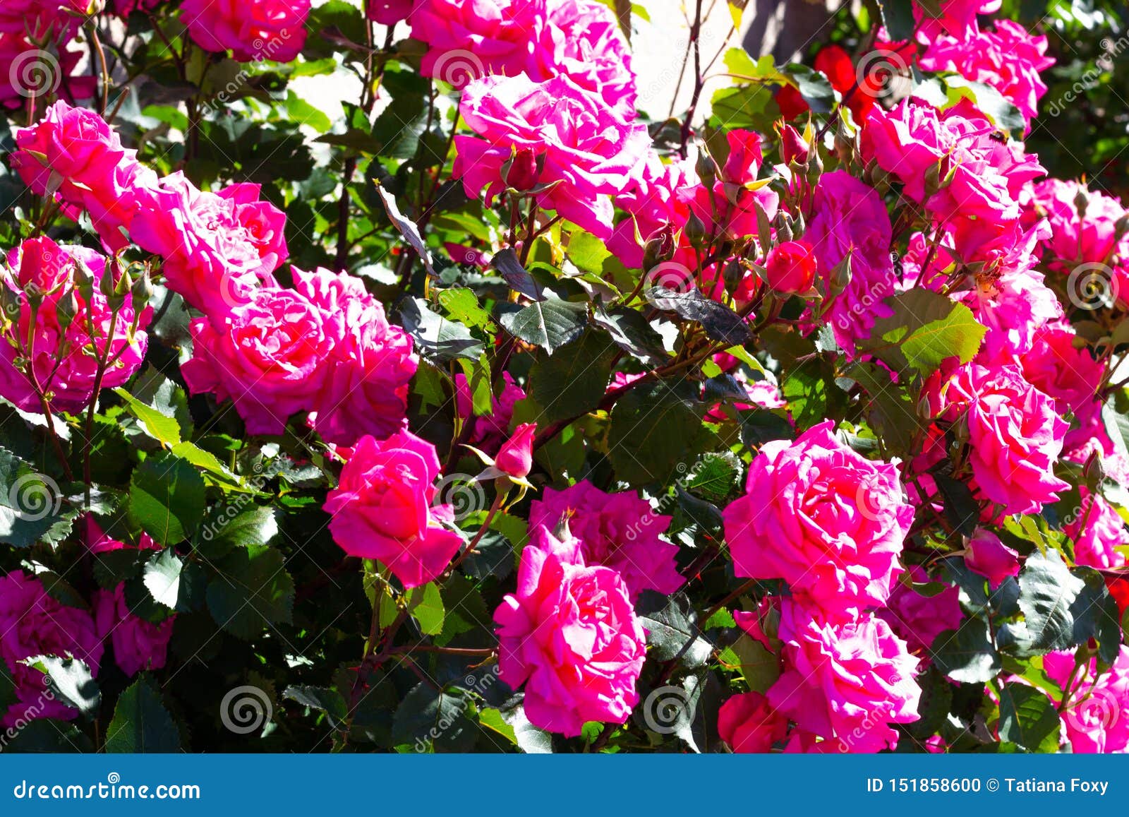Bush with a Lot of Pink Roses Stock Photo - Image of floral, natural ...
