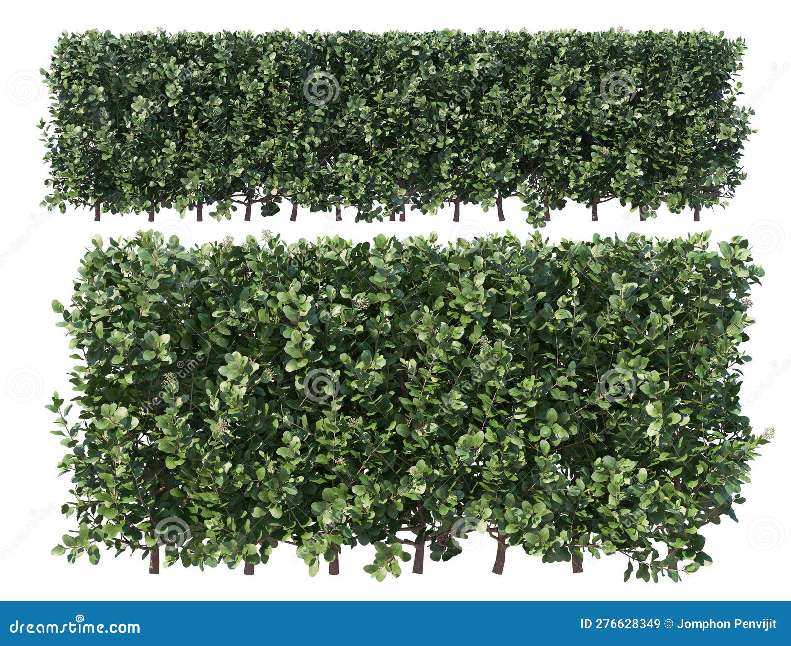 Bush for Making Fence on White Background Stock Illustration ...