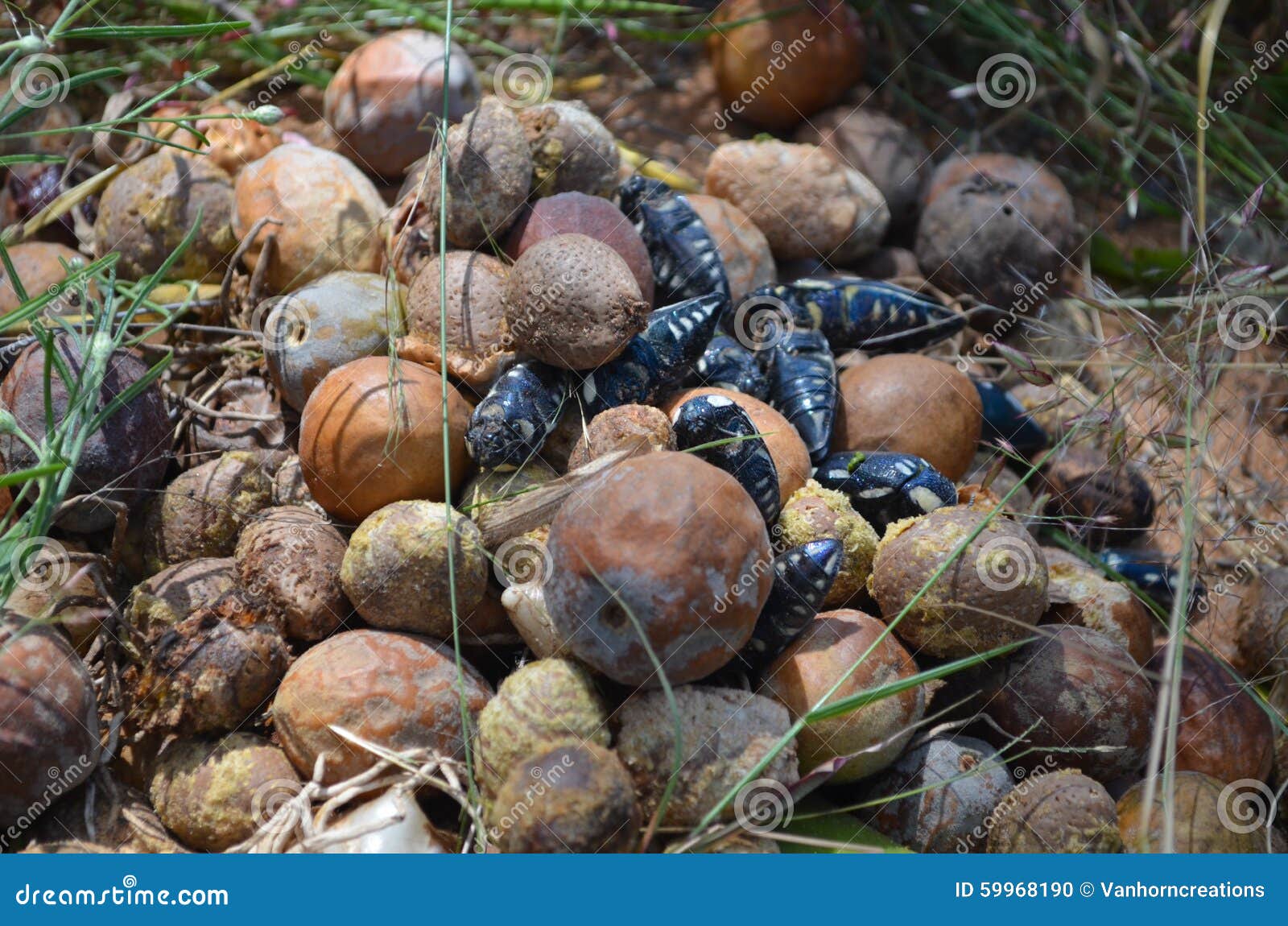 Bush man food stock photo. Image of bushman, seed, namibia - 59968190