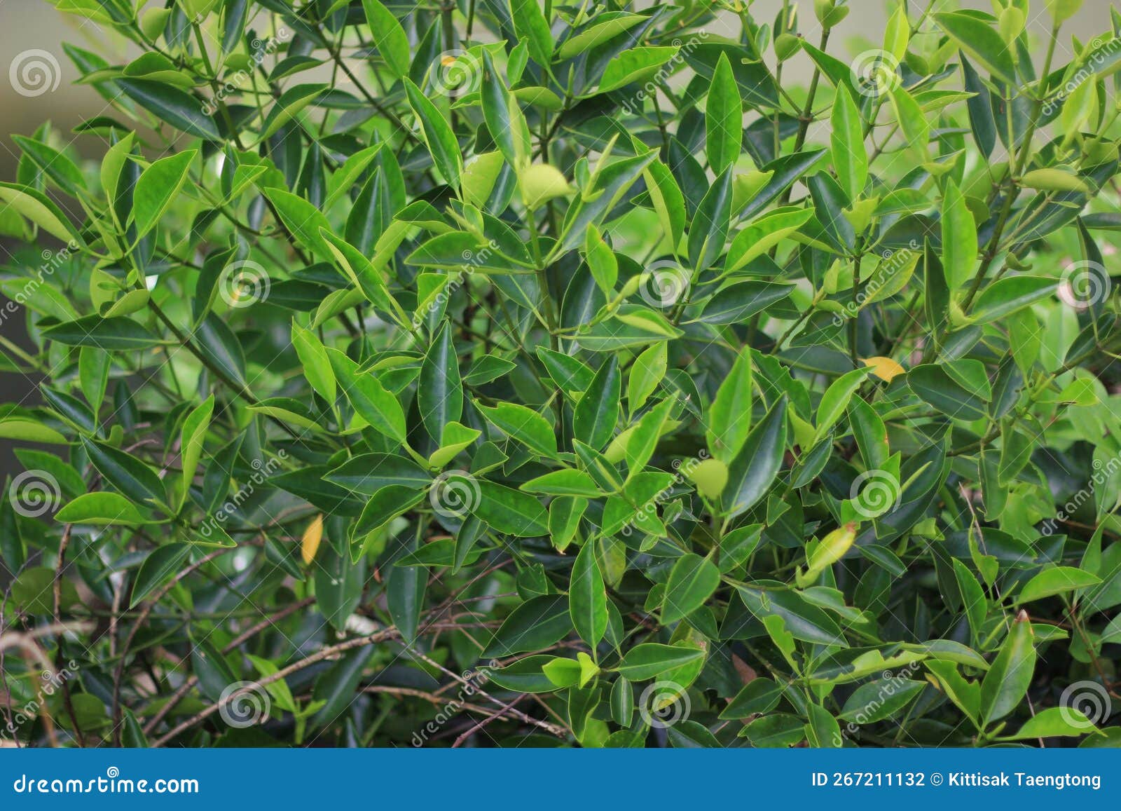 A Bush of a Mangrove Tree in a Mangrove Forest with Long Leaves Stock ...