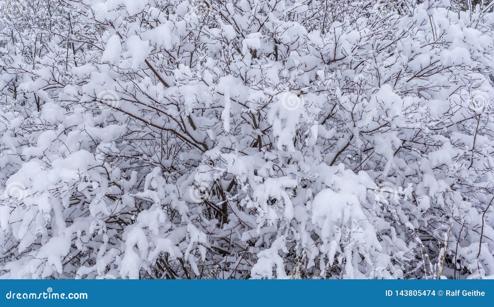 Snow-covered Bush after Icy Snowfall Stock Photo - Image of hardy ...