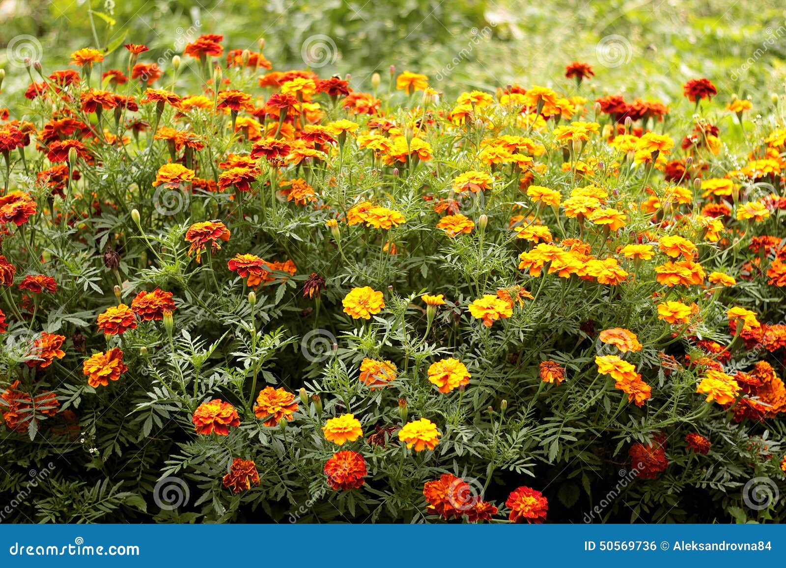 Bush marigold stock photo. Image of botany, calendula - 50569736