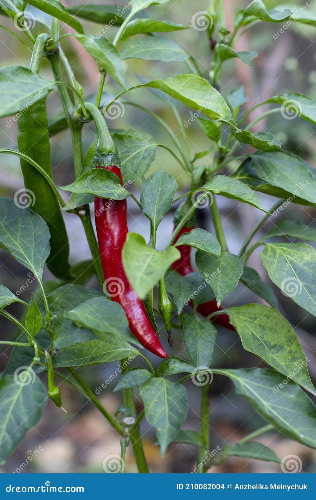 Bush with Mature Hot Red Pepper Stock Photo - Image of nature, plant ...