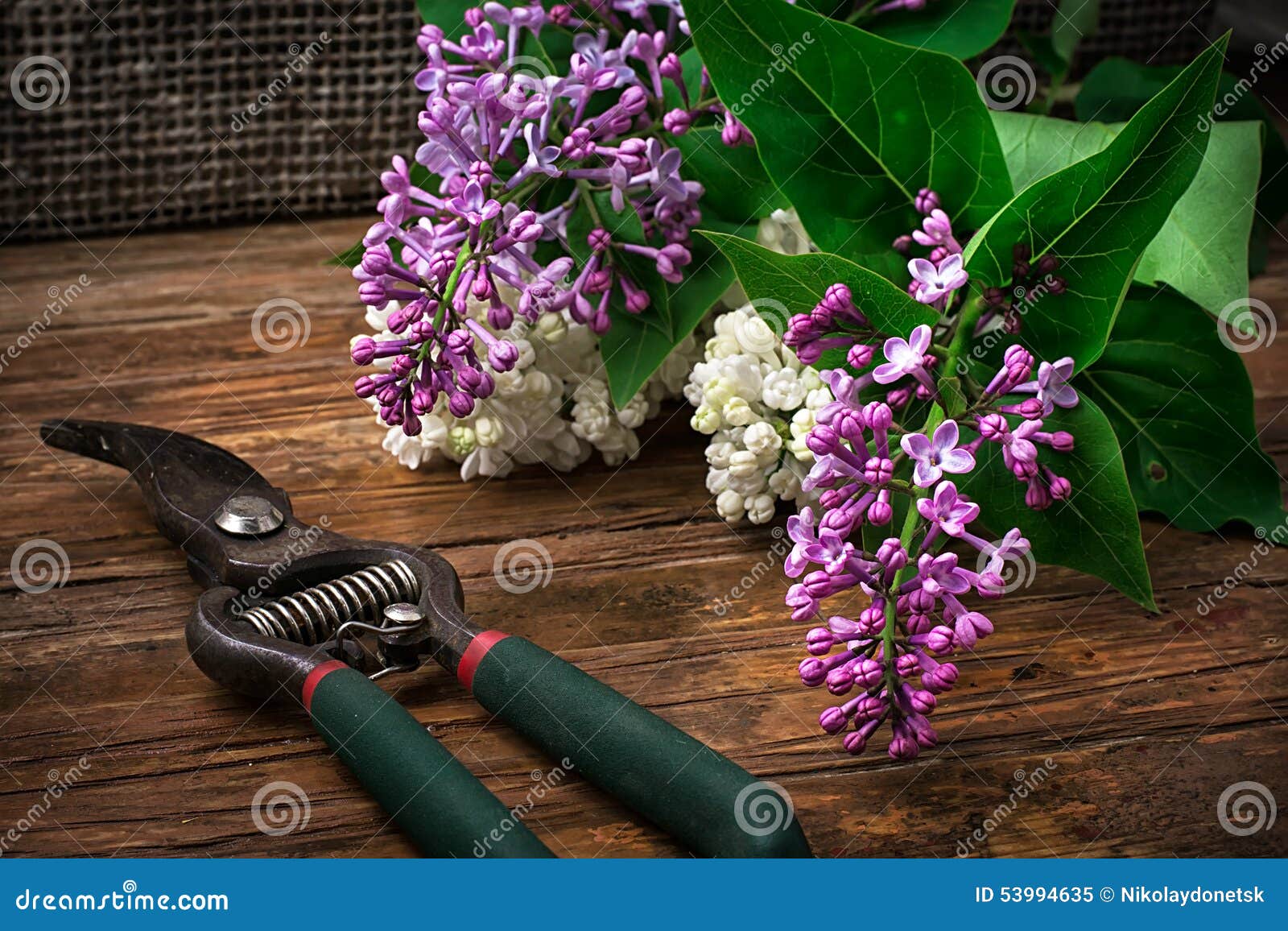Bush may lilac stock image. Image of growth, plant, florescence - 53994635