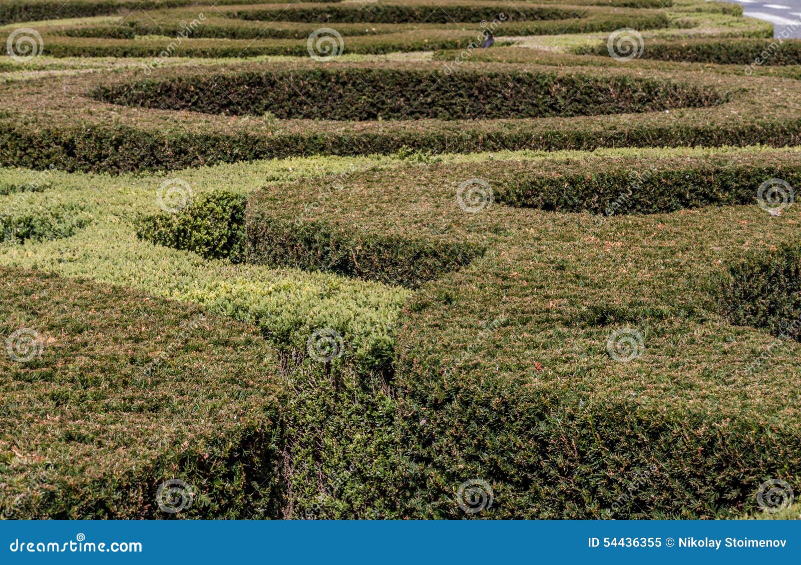 Bush maze stock image. Image of ornamental, pattern, circle - 54436355