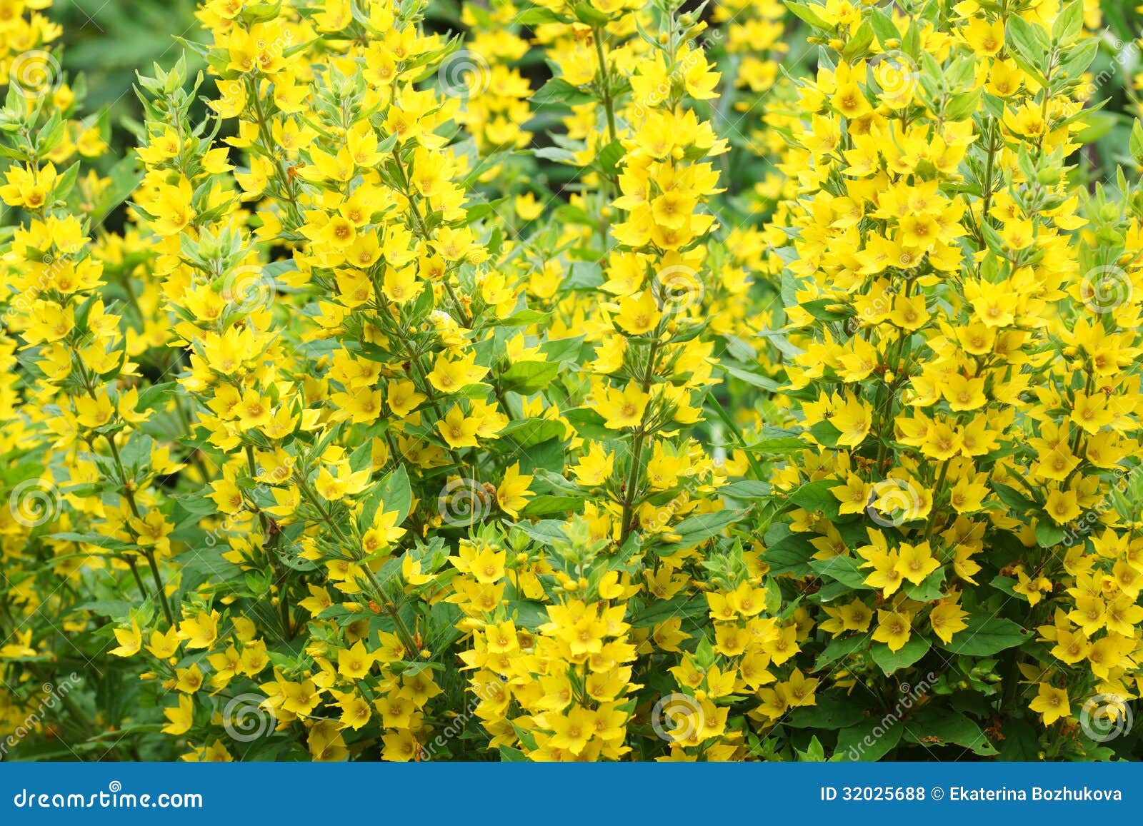 Bush med gula blommor arkivfoto. Bild av sommar, framdel - 32025688
