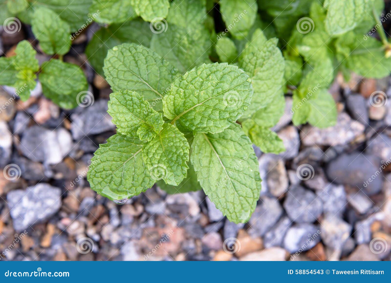 Bush of Mint stock image. Image of garden, white, nature - 58854543