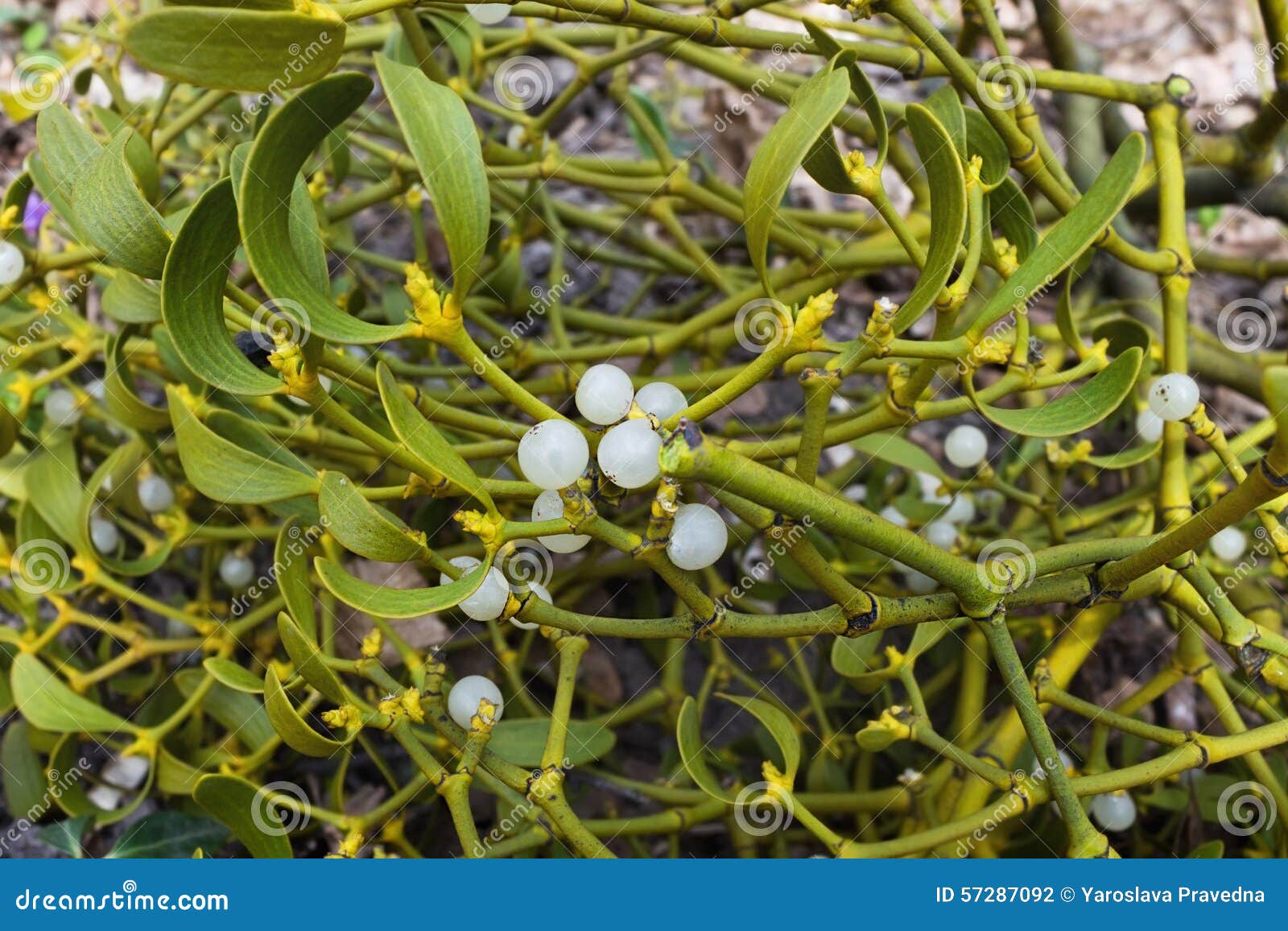 Bush of mistletoe stock photo. Image of green, berries - 57287092