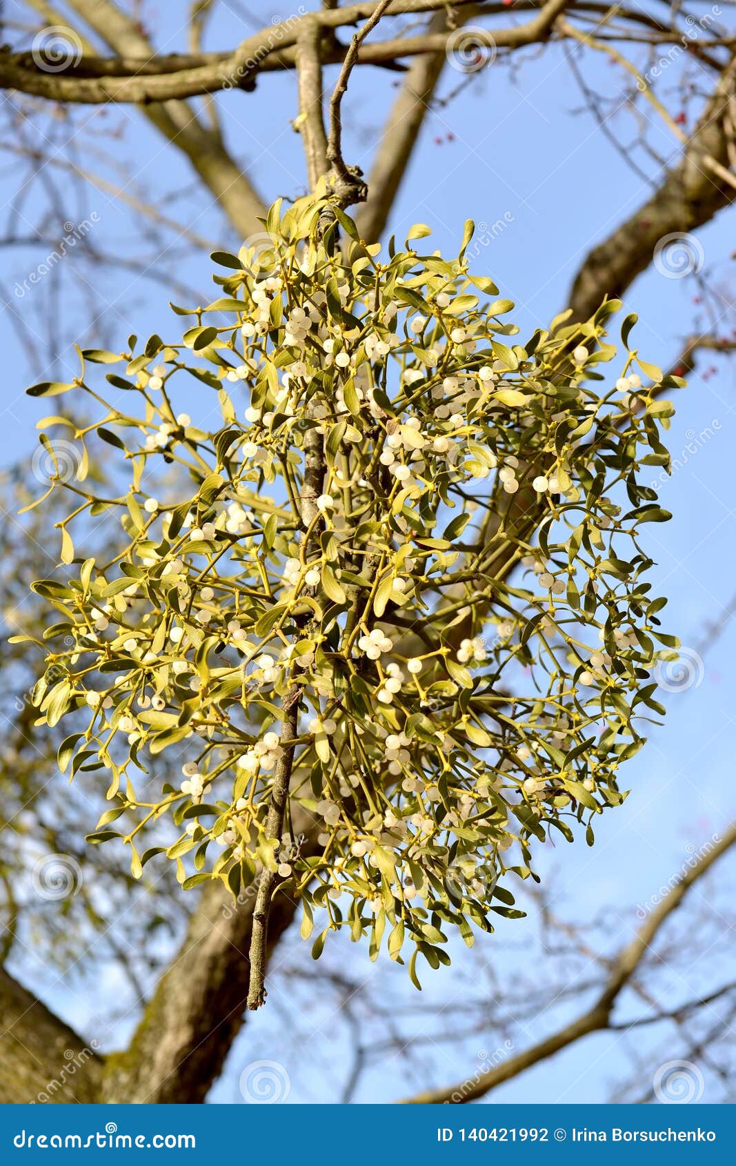 Bush of a Mistletoe White Viscum Album L. on a Tree Owner Stock Photo ...