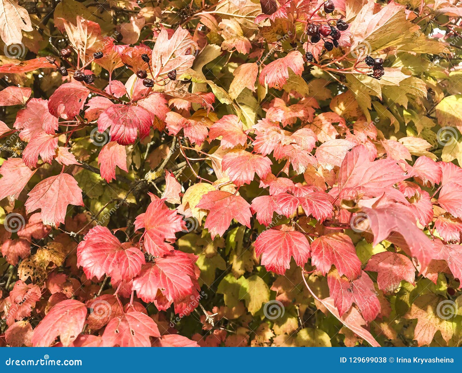 Bush mit rotem Herbstlaub stockfoto. Bild von hell, fallen - 129699038