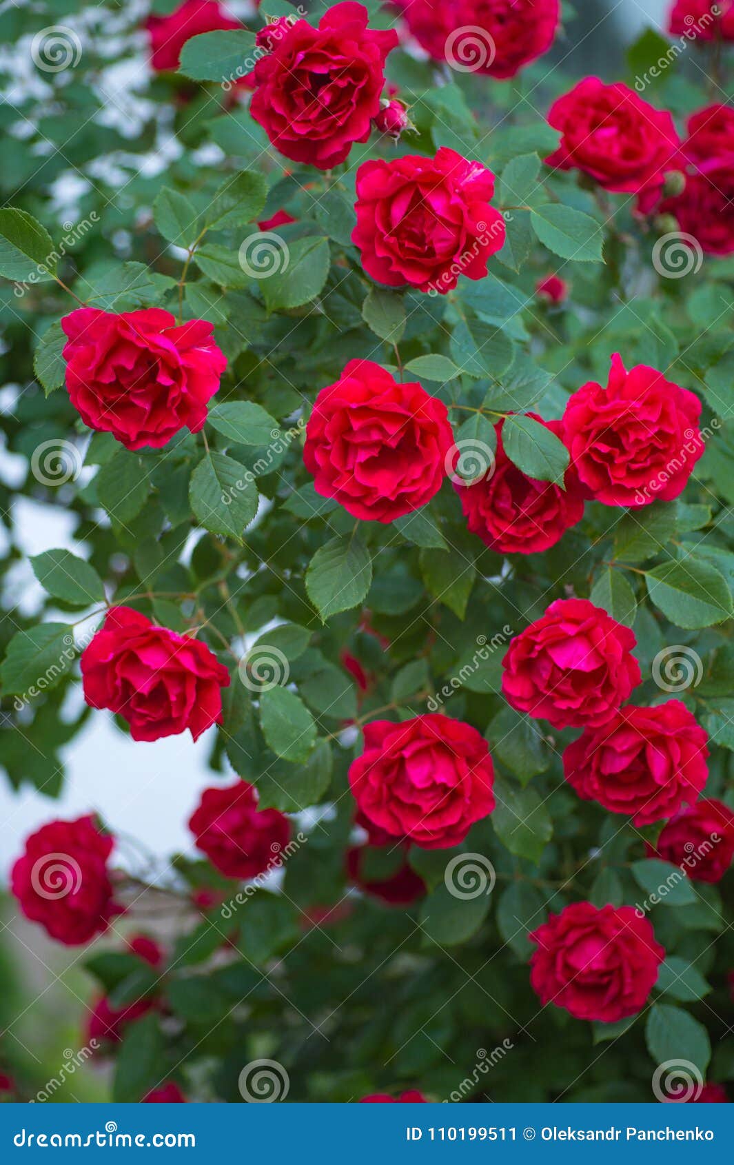 Bush Mit Roten Rosen Im Garten Stockbild - Bild von blatt, bunt: 110199511