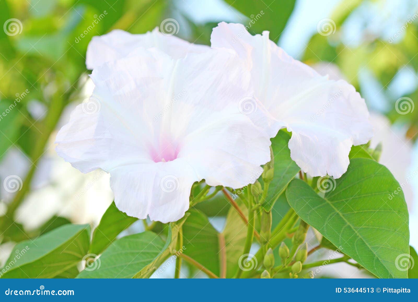 Bush Morning Glory stock image. Image of backdrop, floral - 53644513