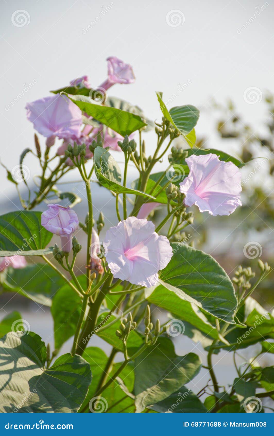 Bush Morning Glory flower stock photo. Image of beautiful - 68771688
